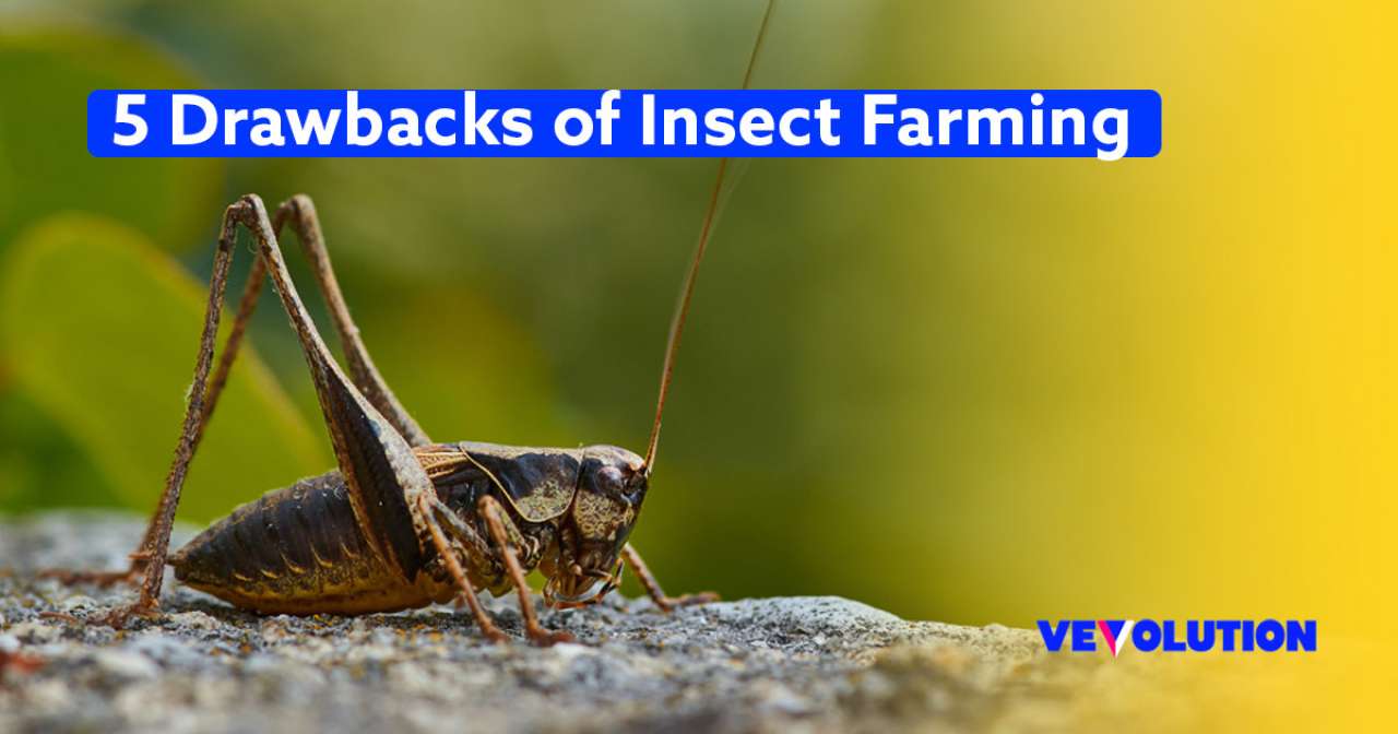 The Drawbacks of Insect Farming: A Critical Analysis - Articles ...