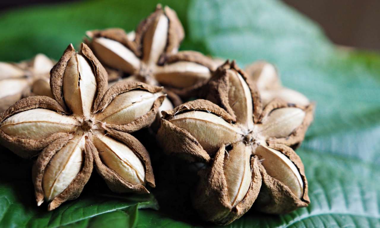 Alternative Protein Highlights: Sacha Inchi, Hemp, and Carbon Dioxide ...